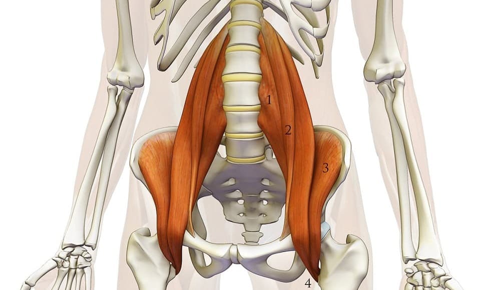 Músculo psoas ilíaco – Que es, fortalecimiento y estiramientos
